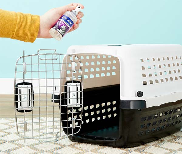 How to Make Car Rides Easier for Cats - Traveling With Your Cat