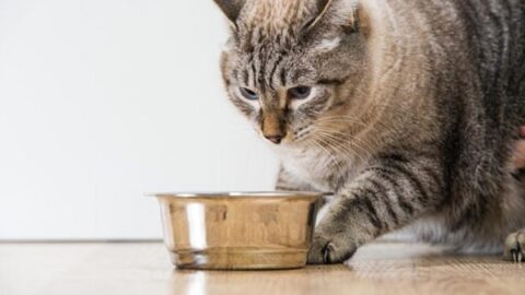 How Long Can a Cat Go Without Food: Food Facts You Need to Care for ...