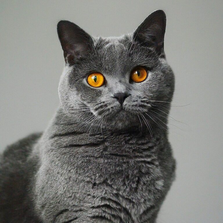 18 Gray Cat Breeds You Must Know! - Traveling With Your Cat