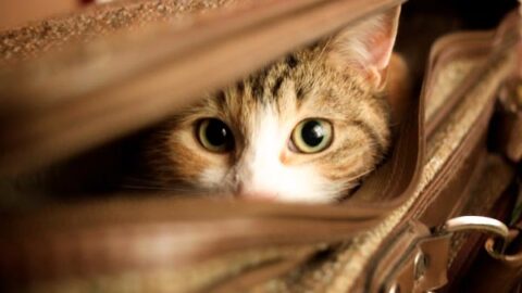 Traveling With Your Cat In-Cabin, The Only Way To Fly! - Traveling With ...
