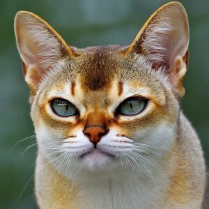 15 Beautiful, Expensive And Rare Cat Breeds Around the World