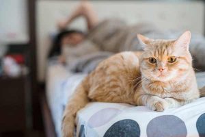 Help! My Cat Won't Let Me Sleep! | Traveling With Your Cat