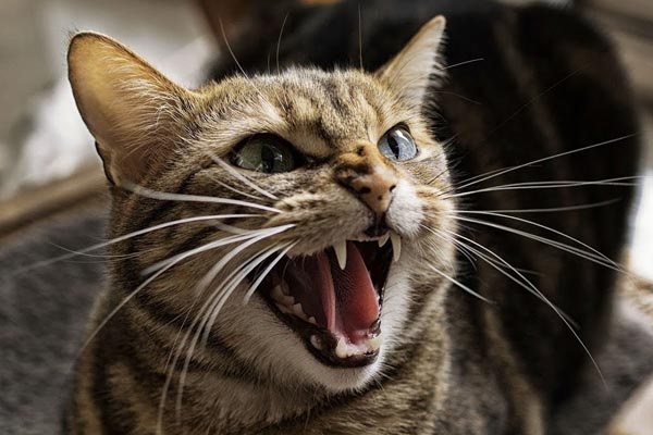 The Top 10 things Cats Hate and the Reasons Why - Traveling With Your Cat