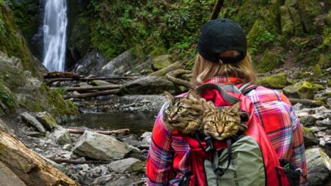 Hiking with Cats: Unleash The Adventure In Your Feline Friend ...