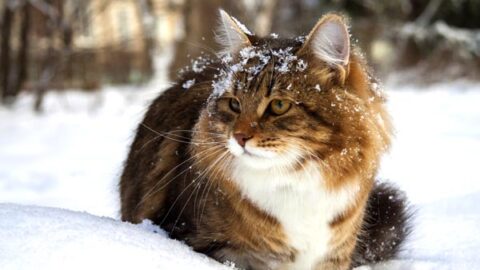 How Cold is Too Cold For Cats? Warnings and Tips - Traveling With Your Cat