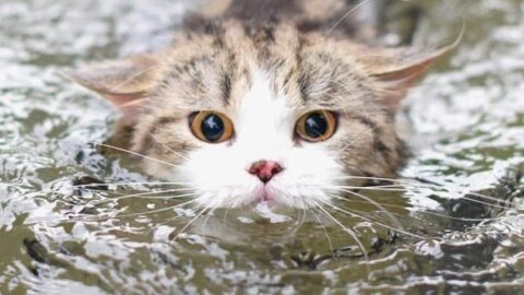 9 Cat Breeds That Enjoy Water - Traveling With Your Cat