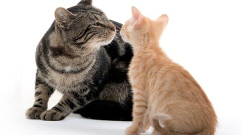 Cat to Cat 101 - Keeping the Feline Peace During Introductions