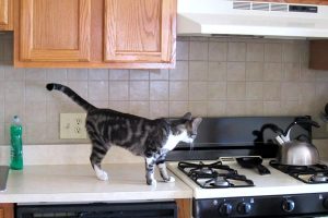 How to Keep Cats Off Counters: 8 Easy Tips to Train Your Kitty ...