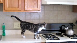 How to Keep Cats Off Counters: 8 Easy Tips to Train Your Kitty ...