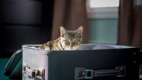Overseas Kitty Travel: What To Do and How to Deal with Problems ...