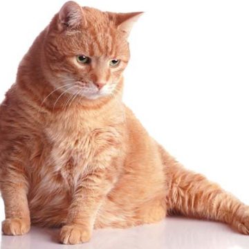 5 Best Cat Beds Duke It Out For Your Dollar | Traveling With Your Cat