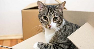 Kitty Cuddles- Get your Cat to Sleep in your Bed | Traveling With Your Cat