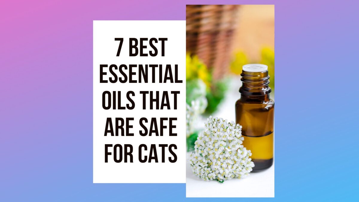7 Best Essential Oils That Are Safe for Cats - Traveling With Your Cat