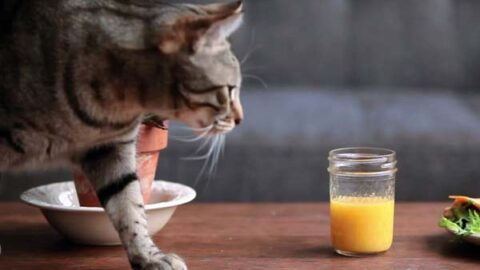 Can Cats Drink Orange Juice, and If Not, Why? - Traveling With Your Cat