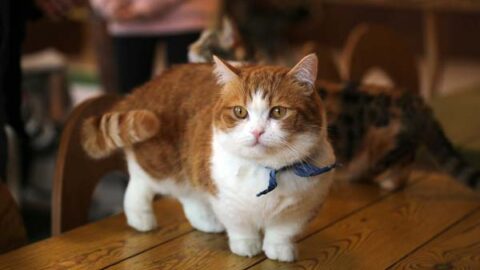 Why Is My Cat So Small? - Traveling With Your Cat