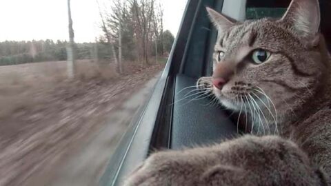 How to Make Car Rides Easier for Cats - Traveling With Your Cat