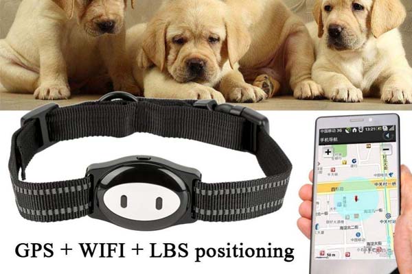 Track Your Cat With the Best GPS Cat Tracker | Traveling With Your Cat