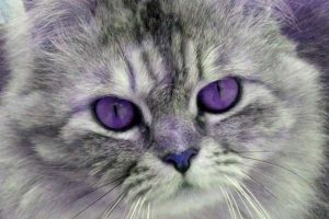 Can Cats Have Purple Eyes? Fabulous a Preposterous Myth? - Traveling ...