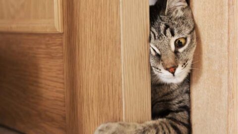 How Do Cats Squeeze Into Tiny Spaces? - Traveling With Your Cat