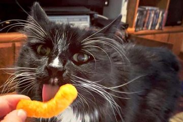 Can Cats Eat Cheetos? Is It Safe or Dangerous - Traveling With Your Cat