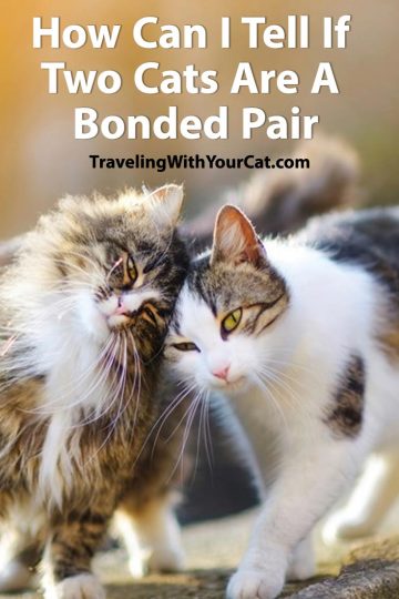 Pairing Off: Are My Cats A Bonded Pair? - Traveling With Your Cat