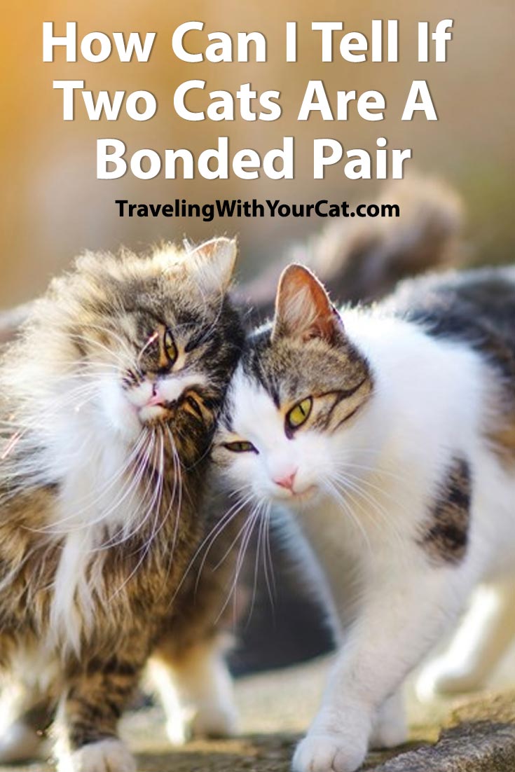 Pairing Off: Are My Cats A Bonded Pair? - Traveling With Your Cat