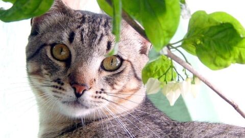 Why Do Cats Eat Bugs: Decoding This Mysterious Feline Behavior ...