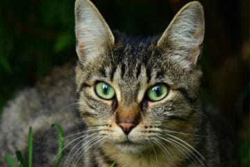 Why Do Some Cats Have Notched Ears: the Hidden Meaning You Need to Know ...
