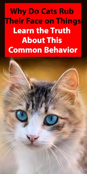 Why Do Cats Rub Their Face on Things: Learn the Truth About This Common ...