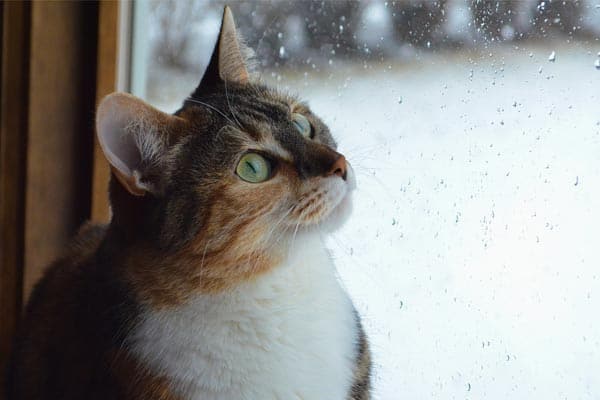 Why Do Cats Scratch Windows: Clues About This Odd Feline Behavior ...