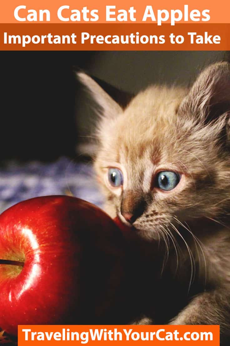 Can Cats Eat Apples: Important Precautions to Take | Traveling With ...