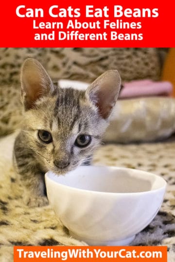 Can Cats Eat Beans: Learn About Felines and Different Beans | Traveling ...