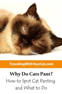 Why Do Cats Pant: How to Spot Cat Panting and What to Do | Traveling ...