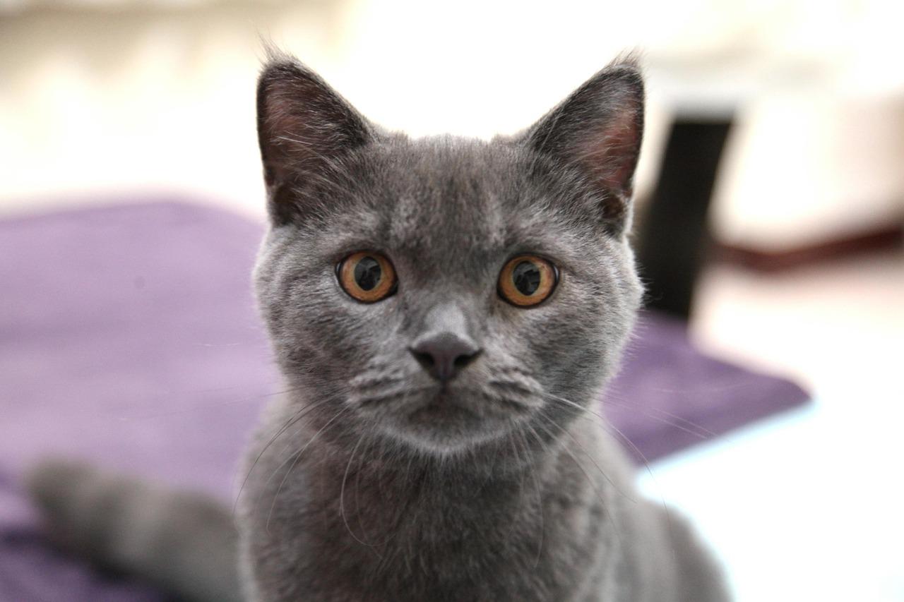 18 Gray Cat Breeds You Must Know! - Traveling With Your Cat