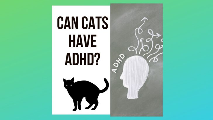 Can Cats Have ADHD? 2022 Facts Revealed - Traveling With Your Cat