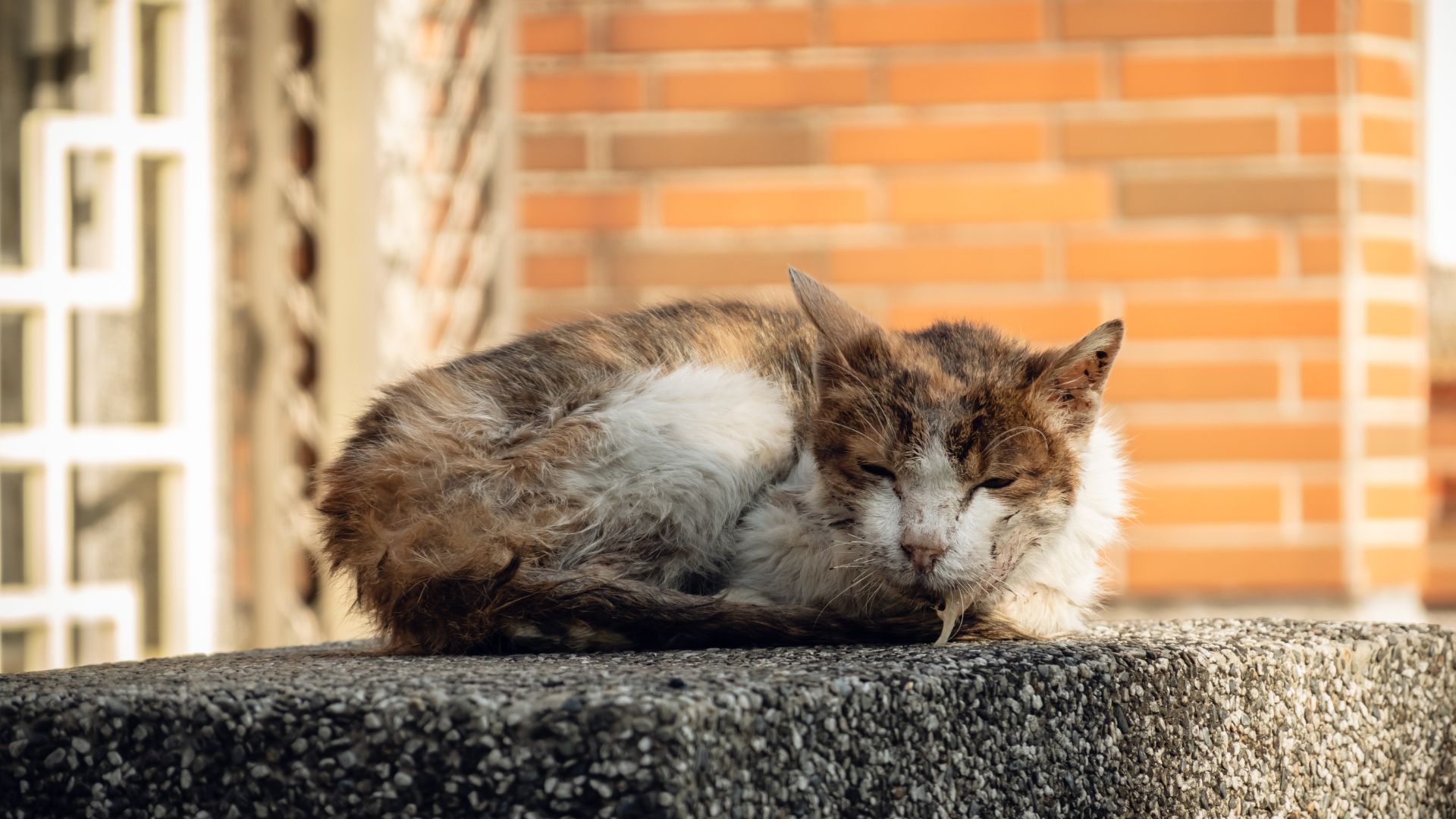 Why Do Cats Dribble And Drool? Should I Be Worried?