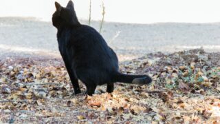 Cat Pooping On The Floor: 10+Valid Reasons!