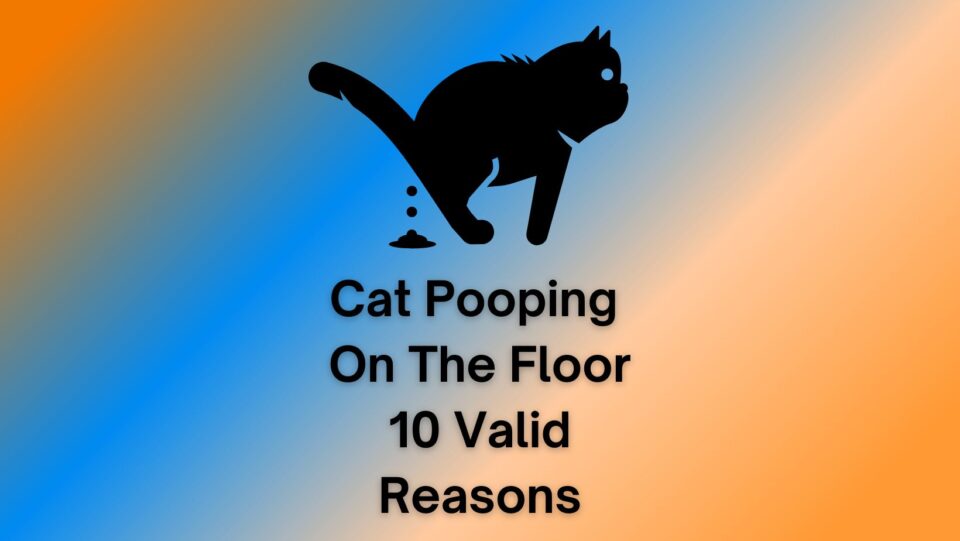 Cat Pooping On The Floor: 10+Valid Reasons!