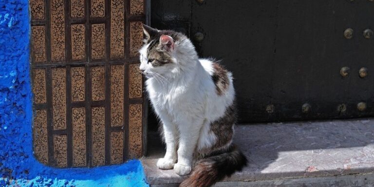 Feline GPS: Unraveling Whether Cats Can Find Their Way Home - Traveling ...